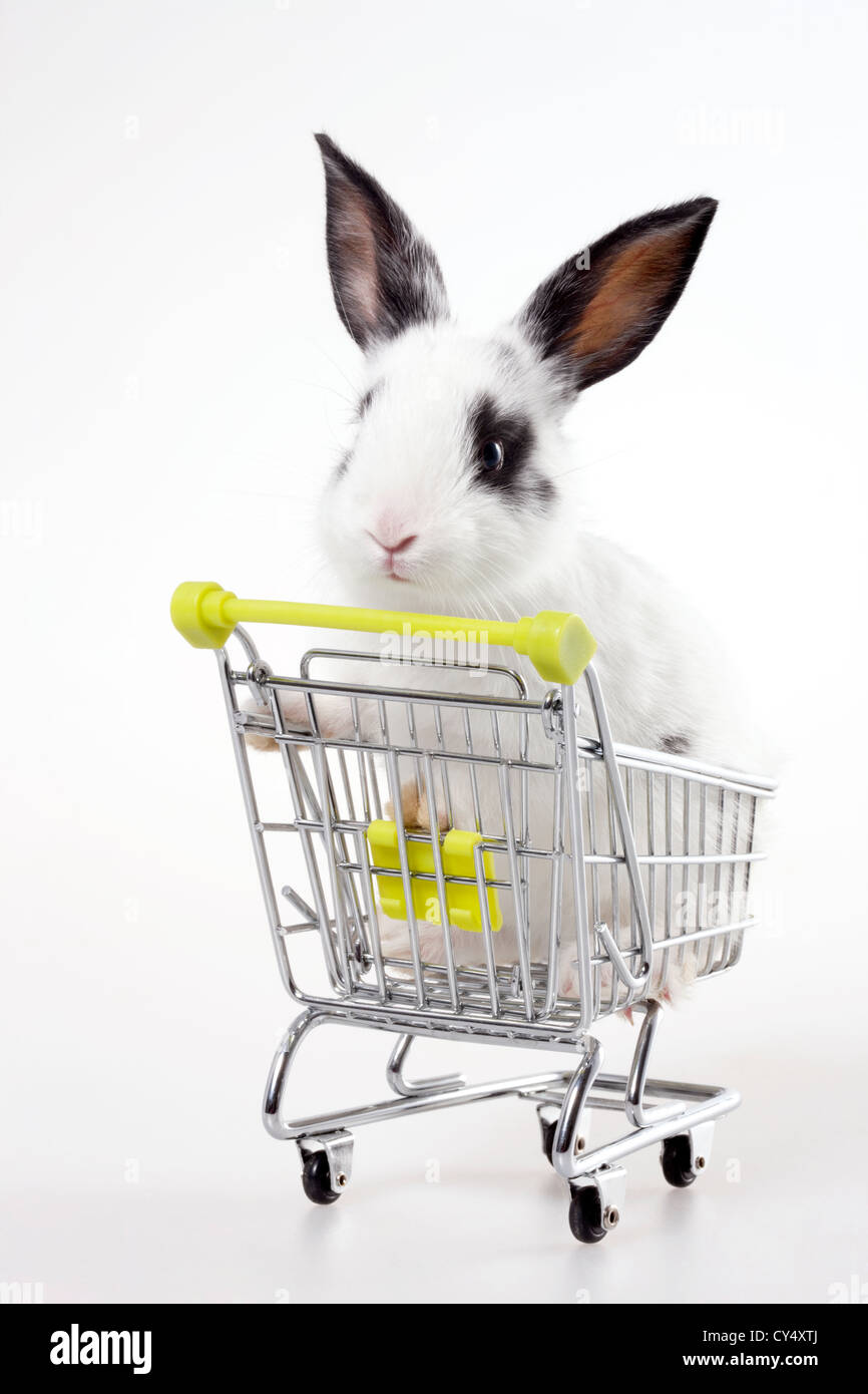 Rabbit in shopping cart, studio shot Stock Photo - Alamy