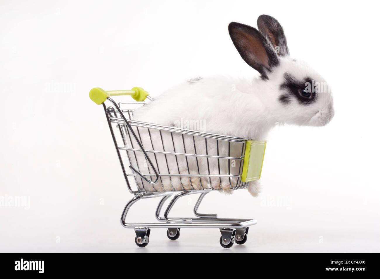 Rabbit in shopping cart, studio shot Stock Photo - Alamy