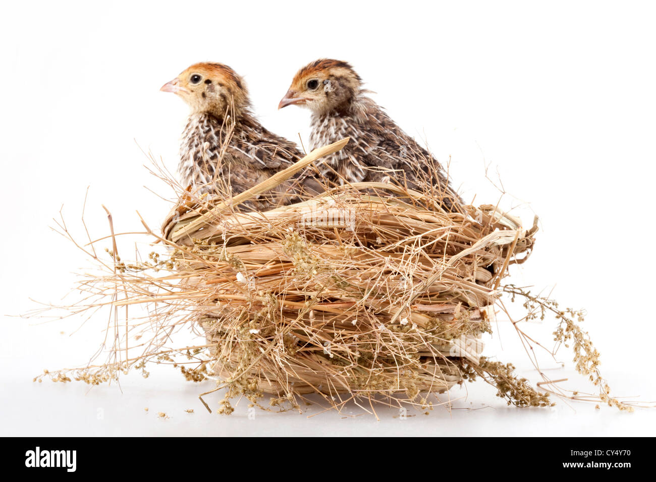 Quails in bird's nest, studio shot Stock Photo - Alamy