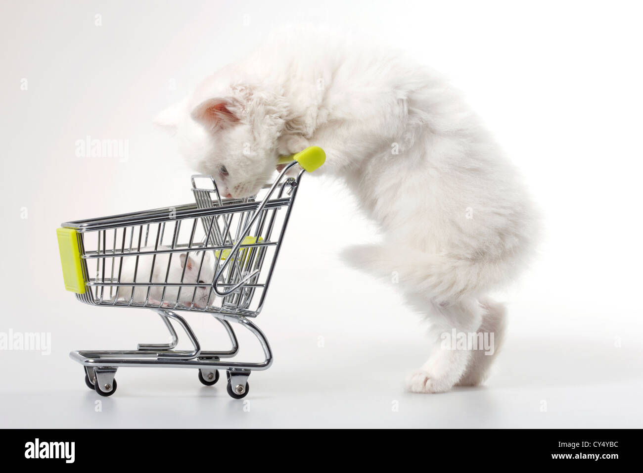 Shopping cart food animals hi-res stock photography and images - Alamy