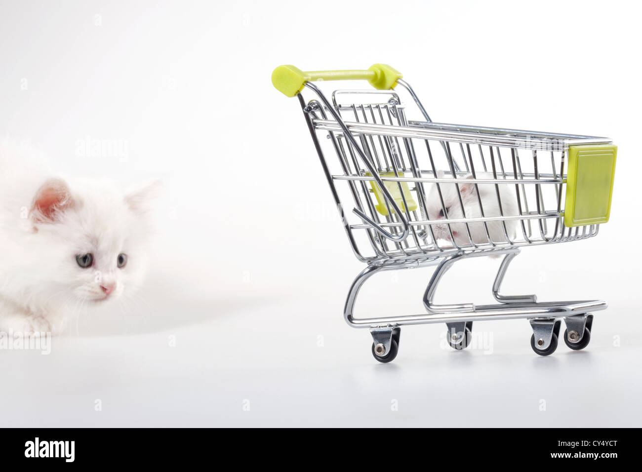 Mouse in shopping cart with kitten, studio shot Stock Photo - Alamy