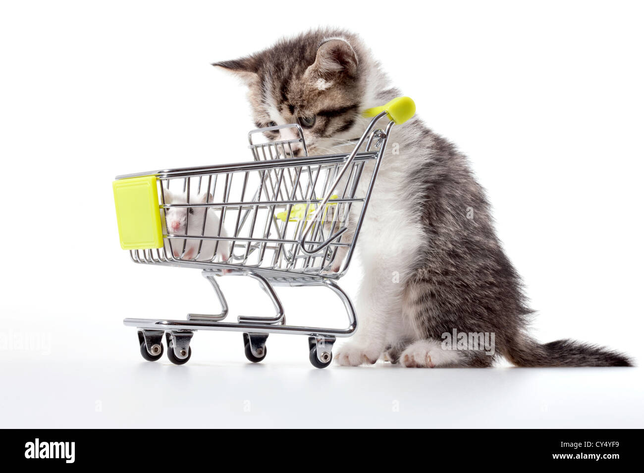 Mouse in shopping cart with kitten, studio shot Stock Photo - Alamy