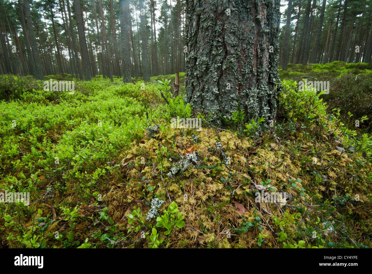 Caledonian Forest, Cairngorms National Park, Scotland Stock Photo - Alamy