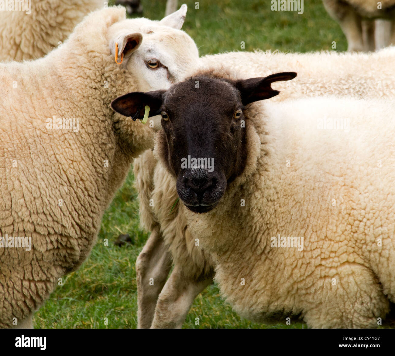 Black faced sheep with part of ear removed Stock Photo - Alamy
