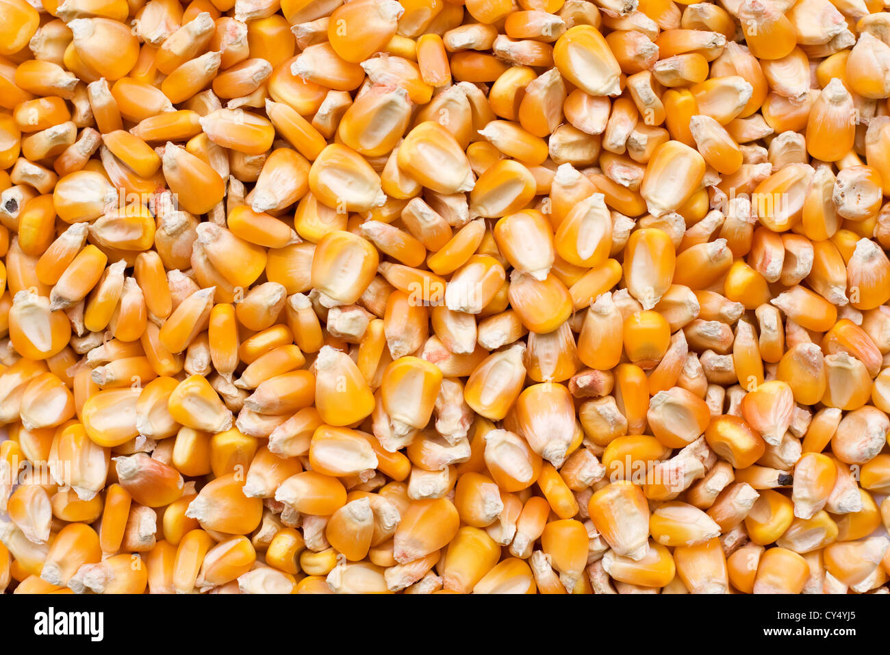 Corn seeds texture background Stock Photo - Alamy