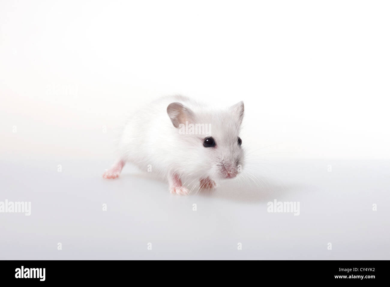 Portrait of white mouse, studio shot Stock Photo - Alamy