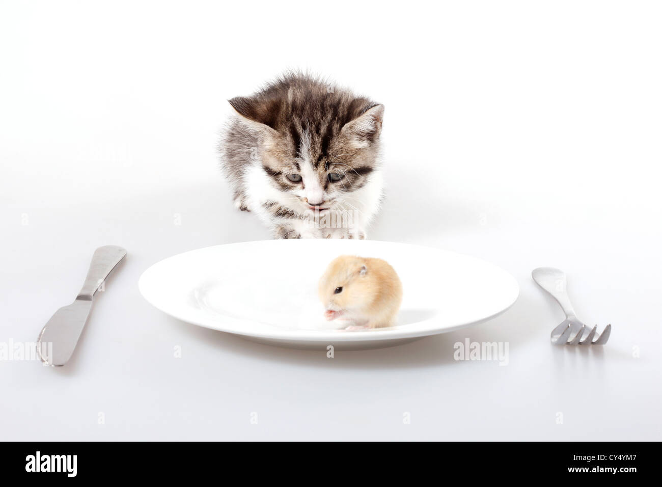 Kitten and mouse in plate, studio shot Stock Photo - Alamy