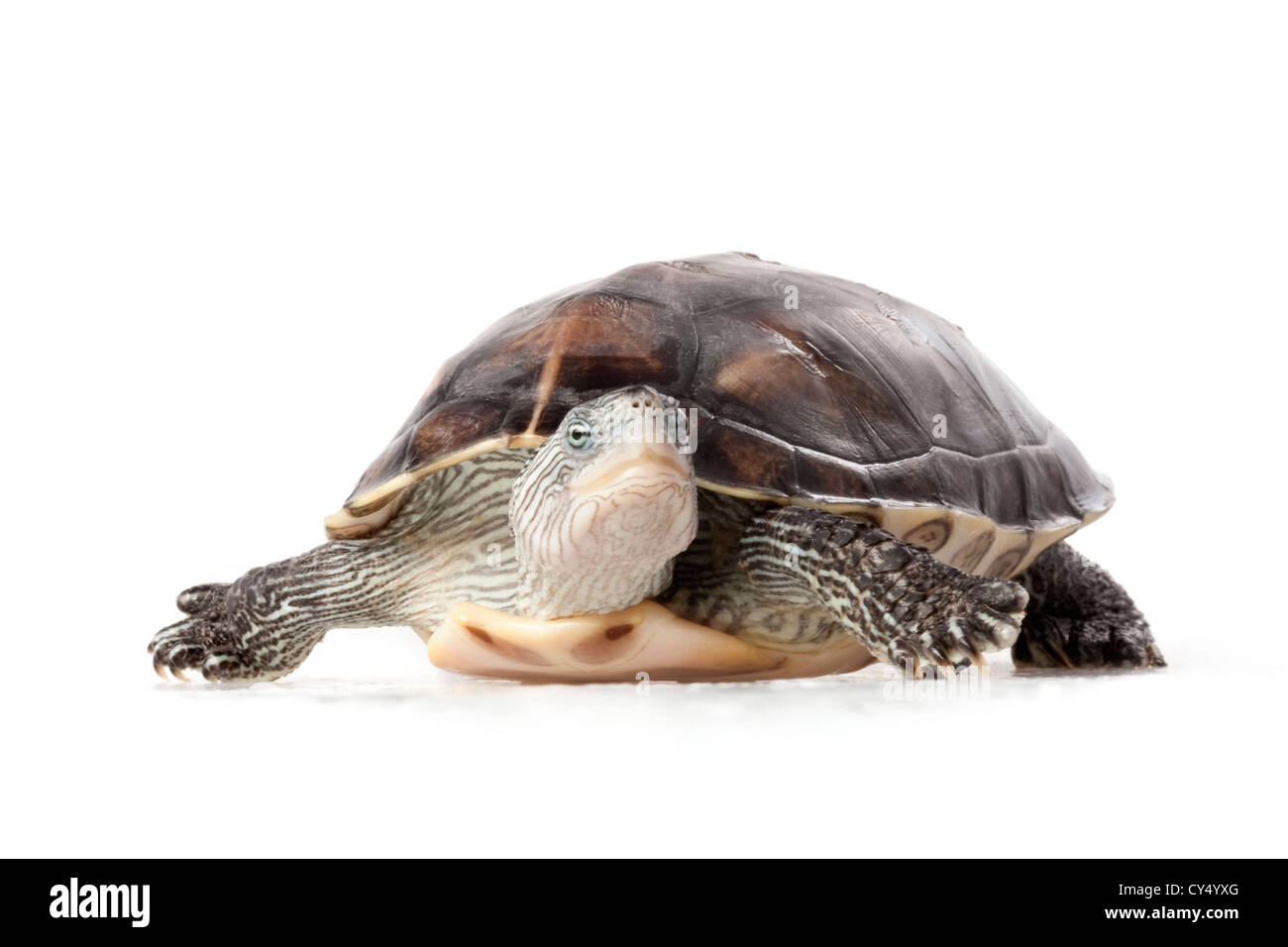Portrait of cute tortoise, studio shot Stock Photo - Alamy