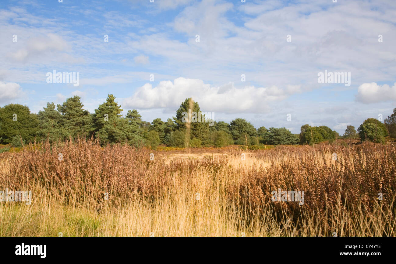 Heathland landscape autumn Sutton Heath, Suffolk, England Stock Photo ...