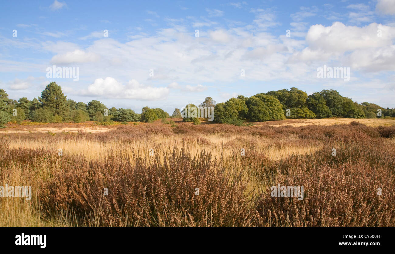 Heathland landscape autumn Sutton Heath, Suffolk, England Stock Photo ...