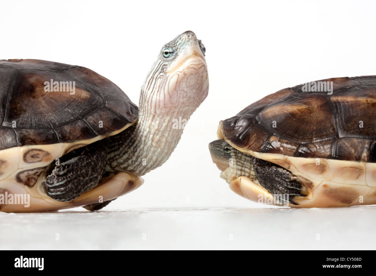 Portrait of cute tortoises, studio shot Stock Photo - Alamy