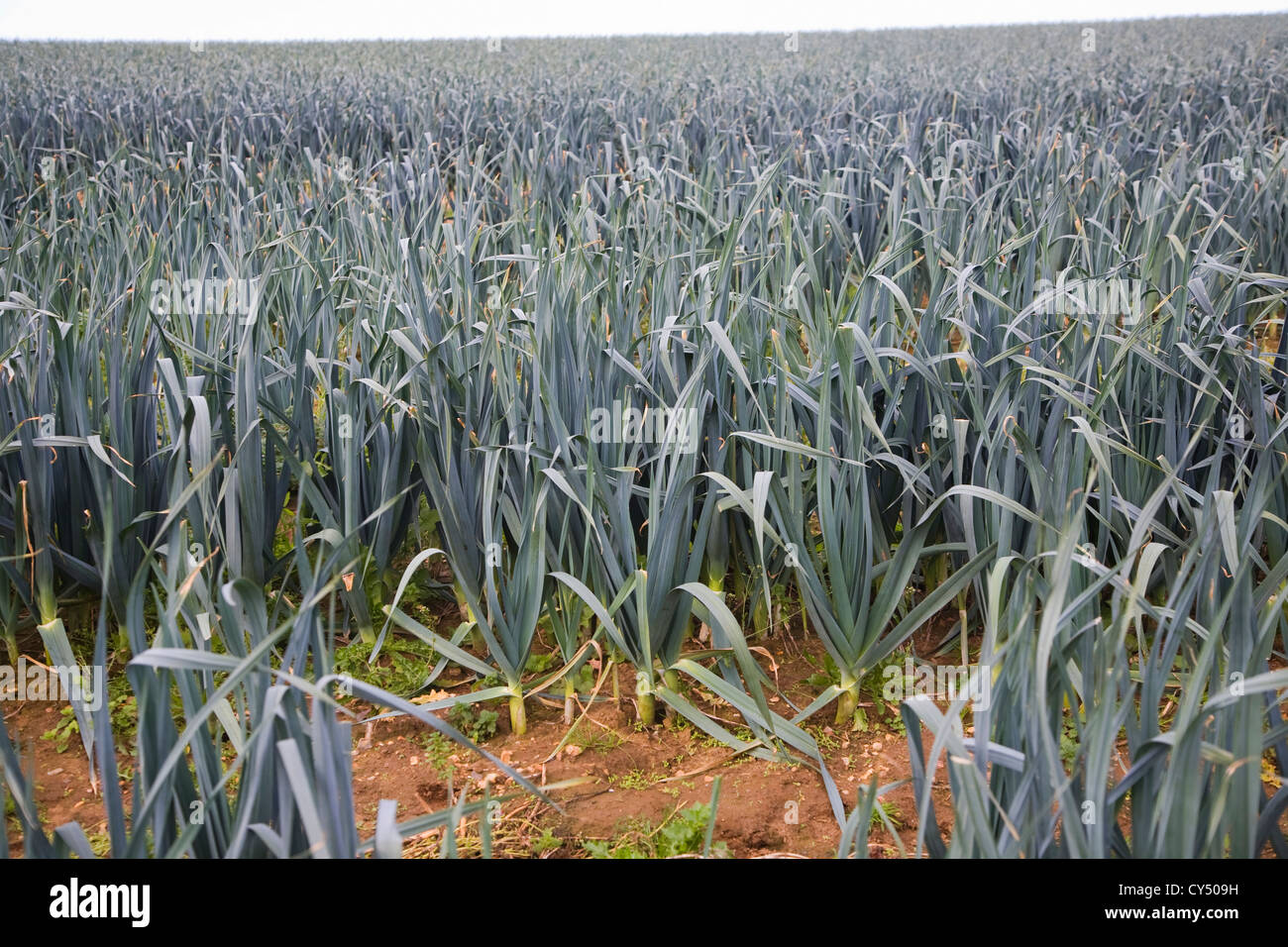 Crop leeks growing in field Suffolk England Stock Photo - Alamy