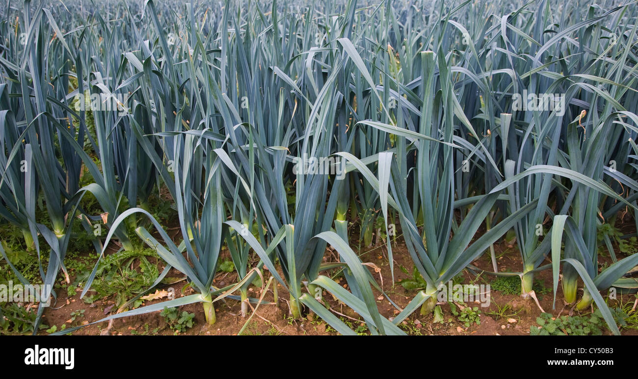 Growing leeks hi-res stock photography and images - Alamy