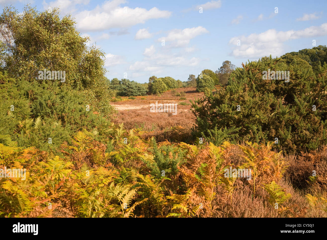 Heathland landscape autumn Sutton Heath, Suffolk, England Stock Photo ...
