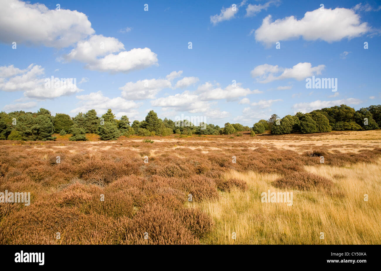 Heathland landscape autumn Sutton Heath, Suffolk, England Stock Photo ...