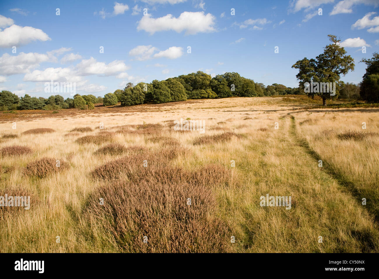 Heathland landscape autumn sutton heath hi-res stock photography and ...