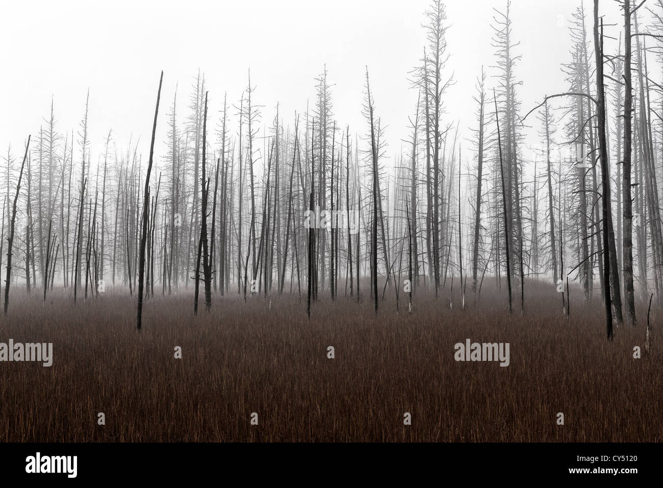 Dead Trees and misty morning at Yellowstone's tangle creek Stock Photo ...