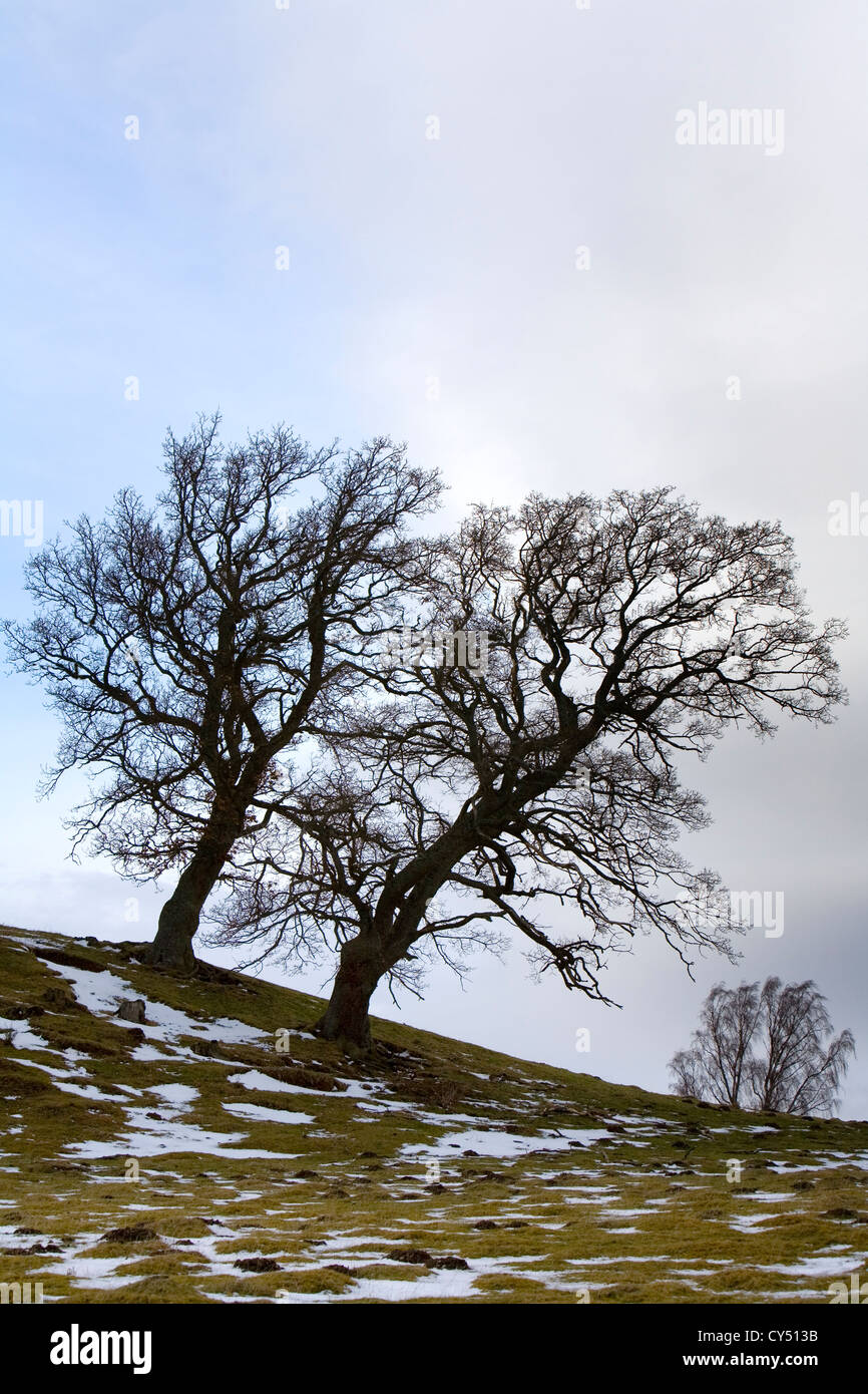 Winter landscape with snow and bare leafless trees bent against the ...