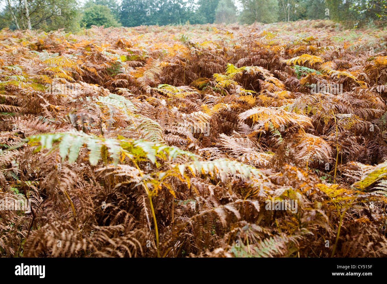 Bracken fern ferns hi-res stock photography and images - Alamy