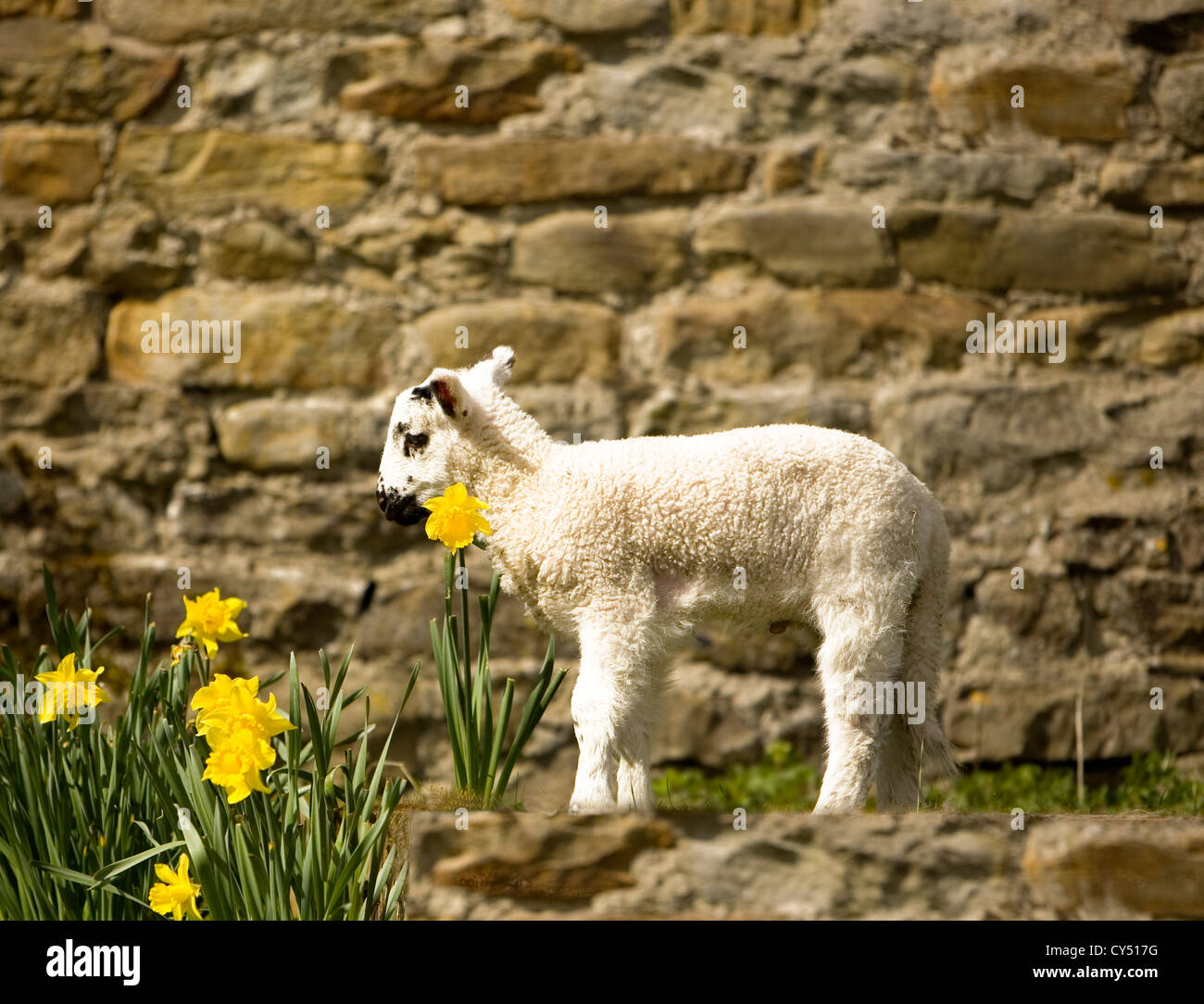 Spring Lamb Daffodil Stock Photos & Spring Lamb Daffodil Stock Images ...