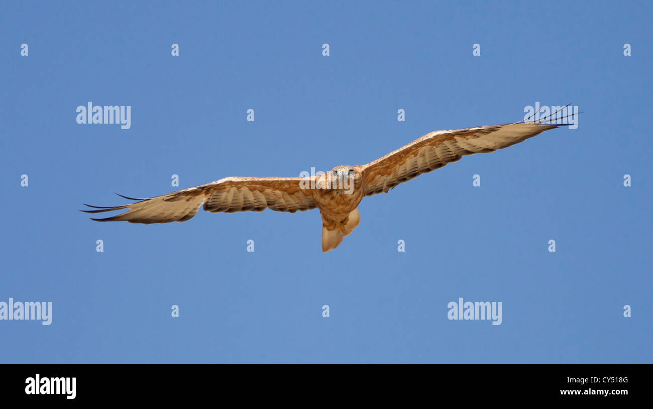 Long legged buzzard on migration Stock Photo - Alamy