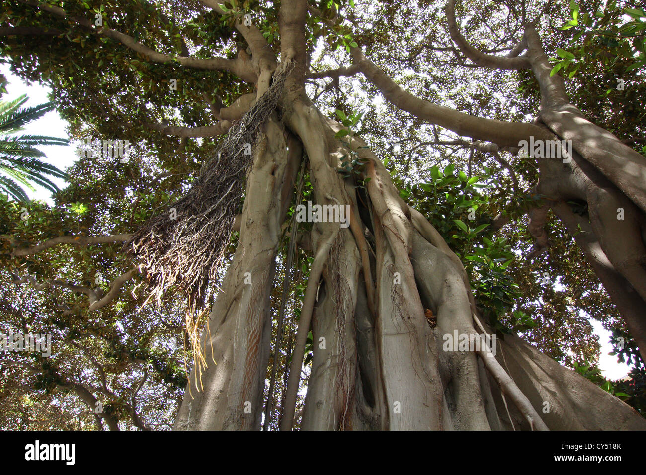 Ficus tree trunk hi-res stock photography and images - Alamy