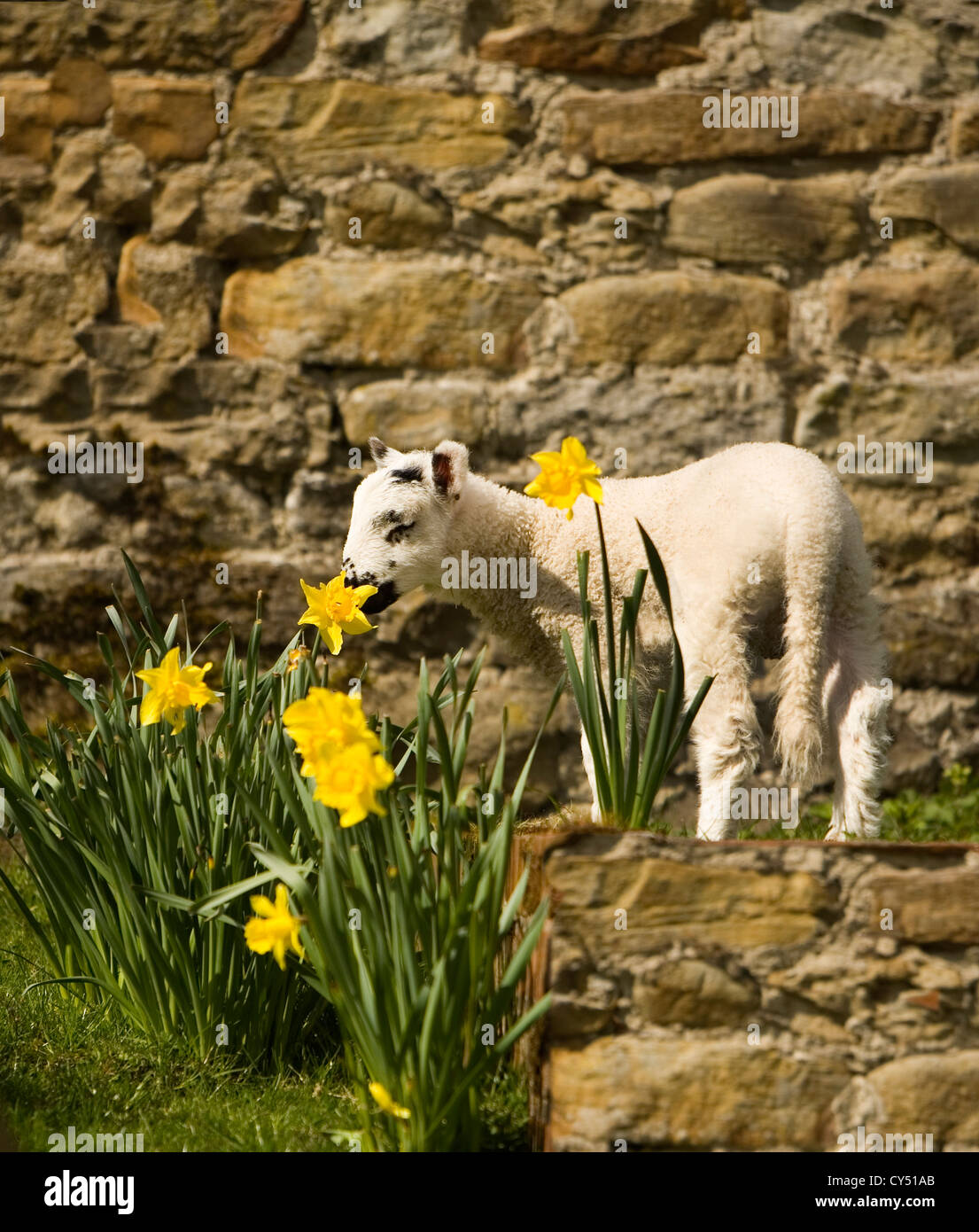 Cute lambs daffodils hi-res stock photography and images - Alamy
