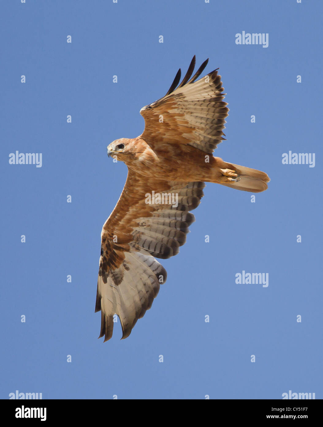 Long legged buzzard on migration Stock Photo - Alamy