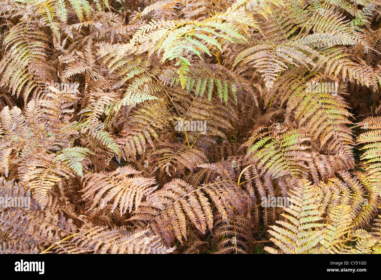 Bracken Pteridium fern leaves autumn colours heathland Sutton Heath ...