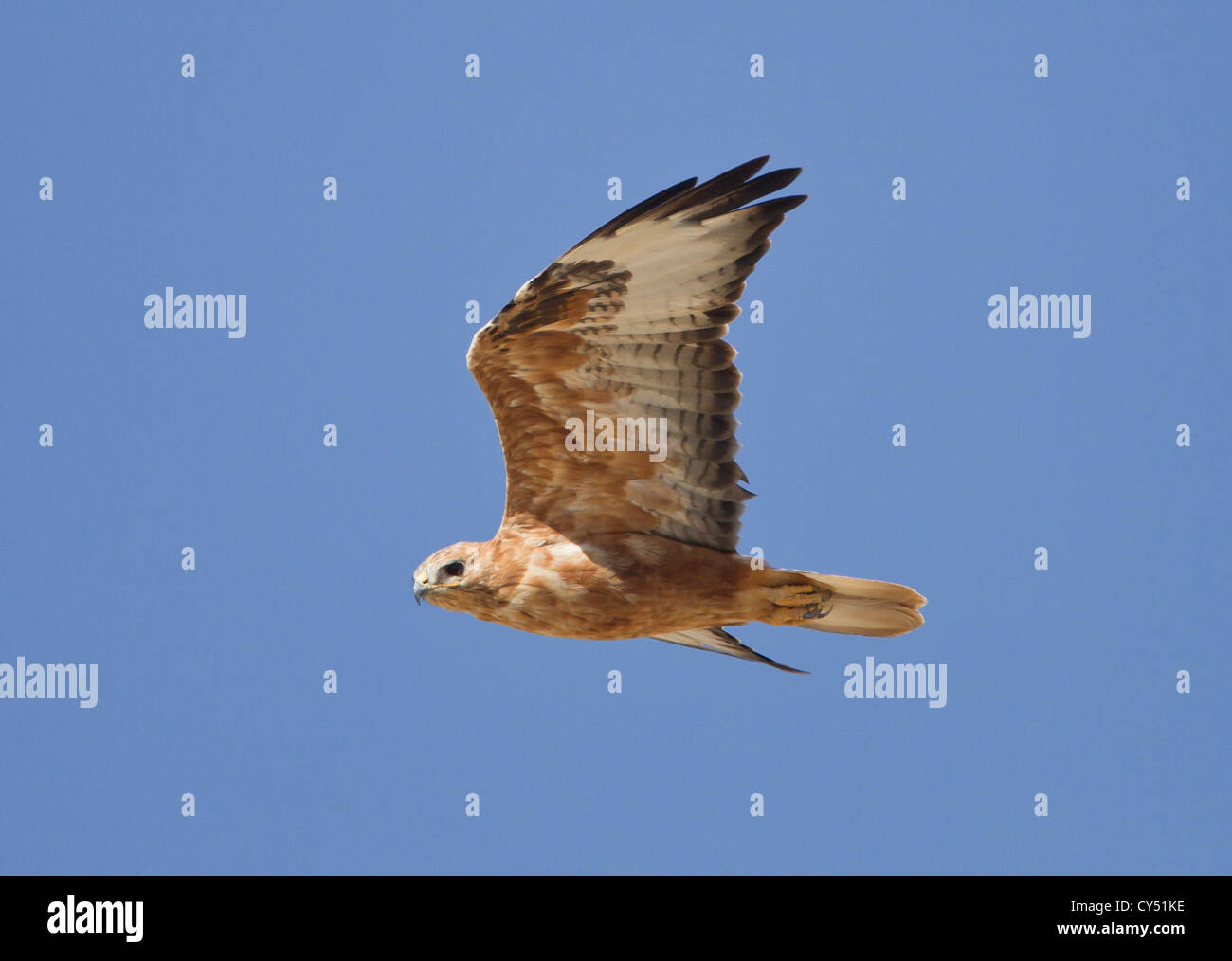 Long legged buzzard on migration Stock Photo - Alamy
