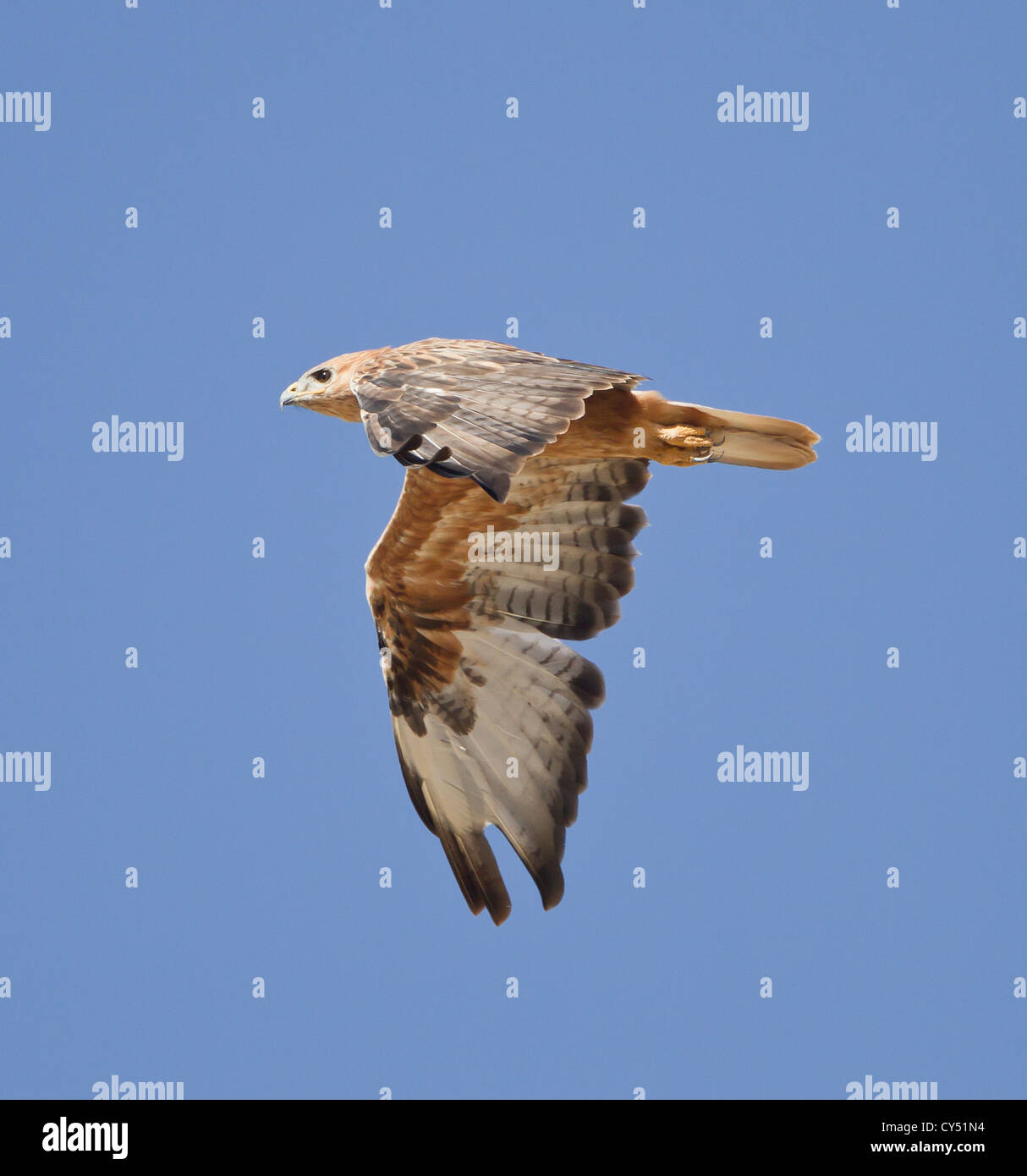 Long legged buzzard on migration Stock Photo - Alamy