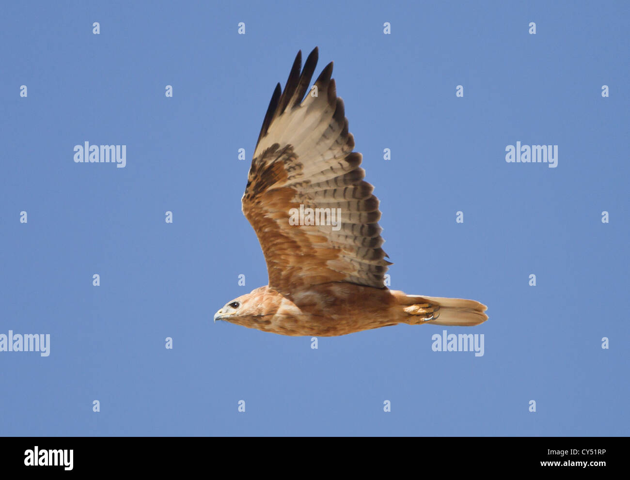 Long legged buzzard on migration Stock Photo - Alamy
