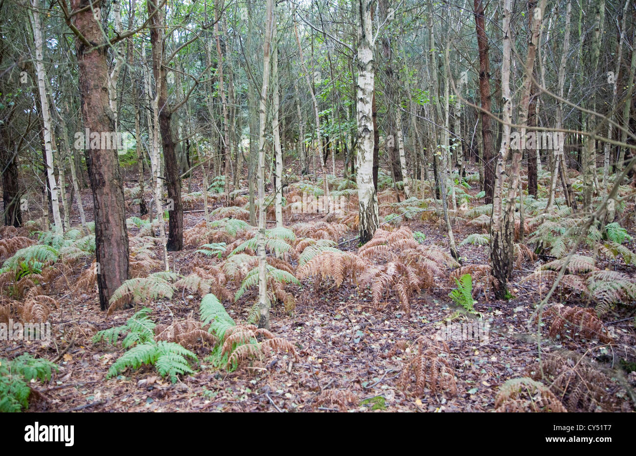 Silver birch trees bracken undergrowth autumn woodland Sutton Heath ...