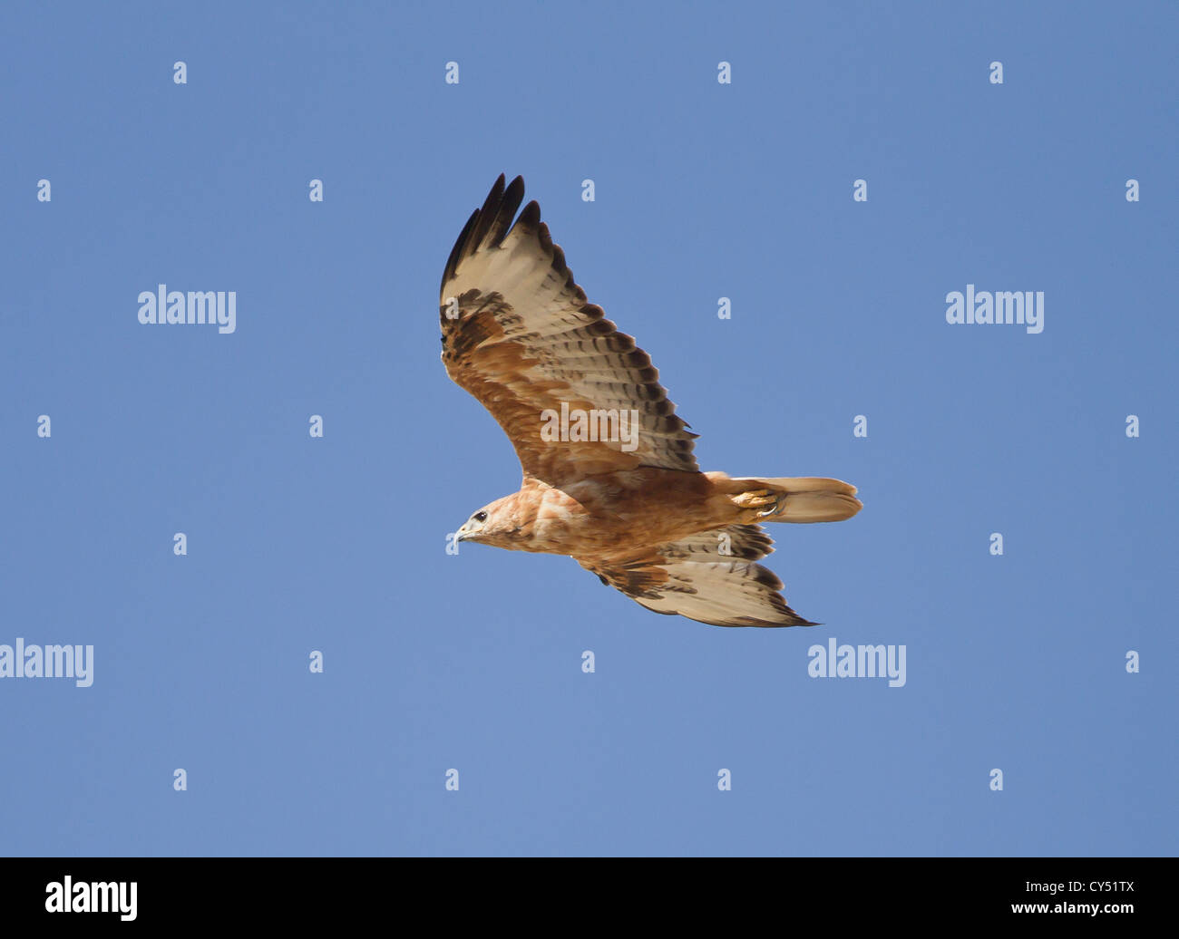 Long legged buzzard on migration Stock Photo - Alamy