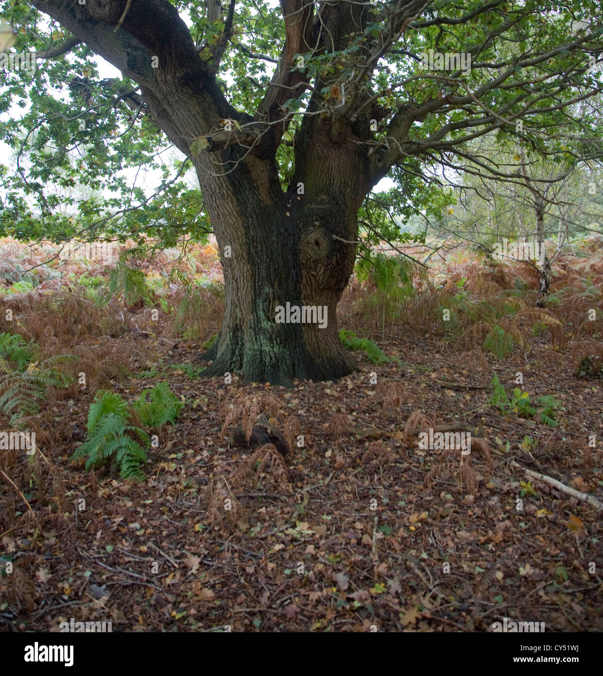 Oak tree trunk ground leaf litter autumn, Sutton Heath, Suffolk ...