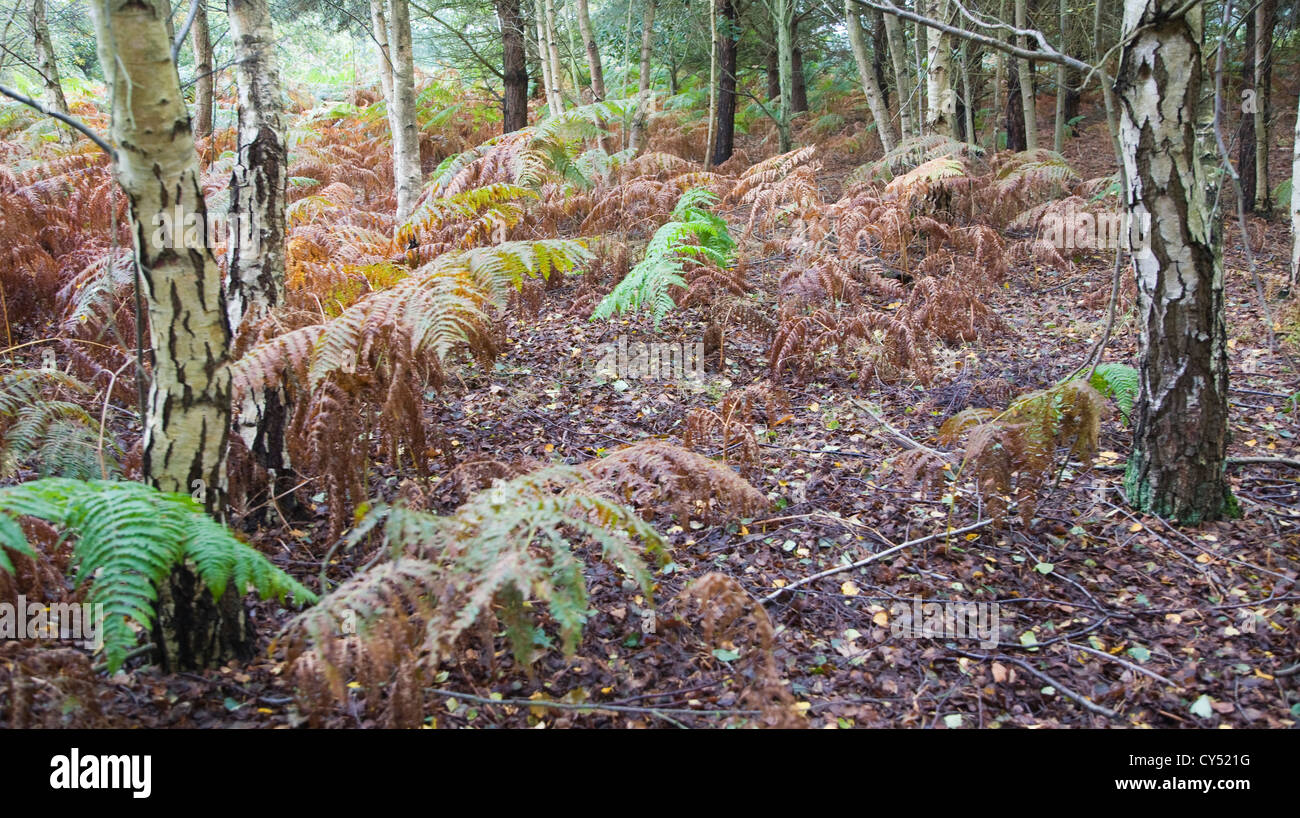 Silver birch trees bracken undergrowth autumn woodland Sutton Heath ...