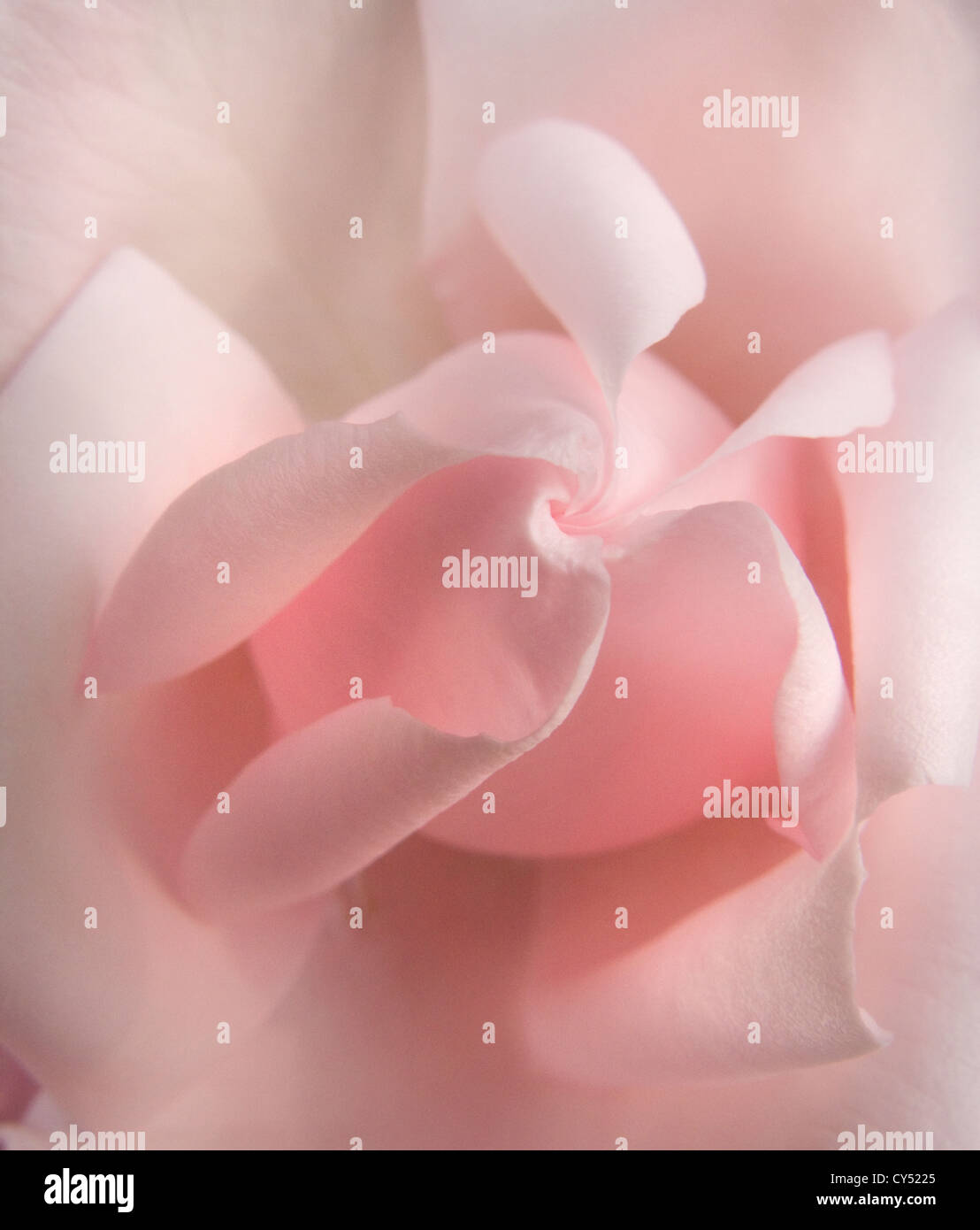 Rose bud shape hi-res stock photography and images - Alamy