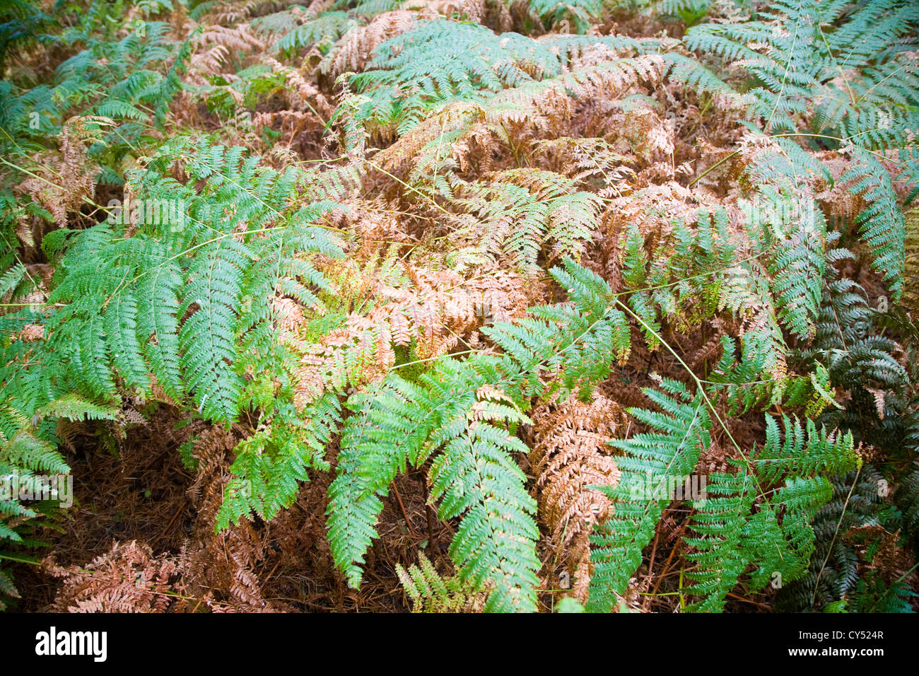 Bracken Pteridium fern leaves autumn colours heathland Sutton Heath ...