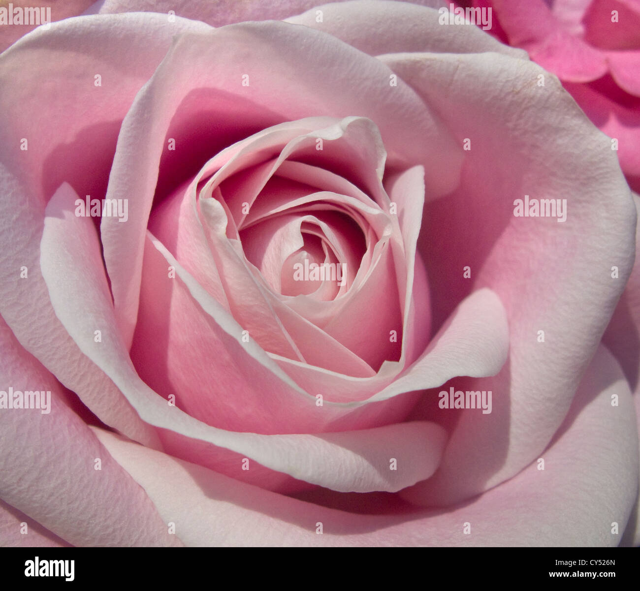 Pink rose close up Stock Photo - Alamy