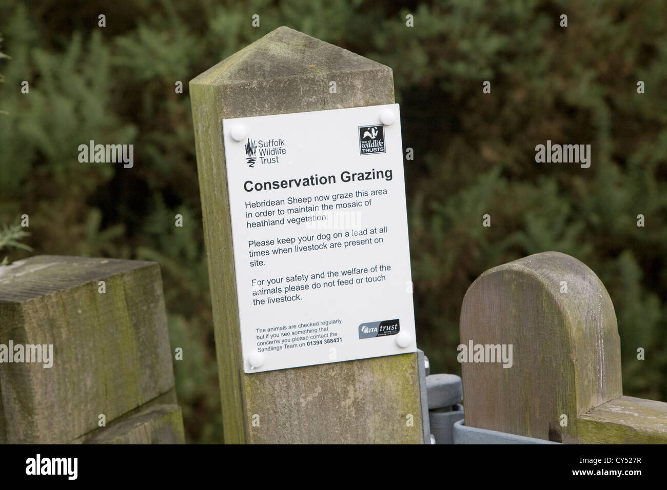 Heathland conservation grazing sign Hebridean sheep Suffolk Wildlife ...