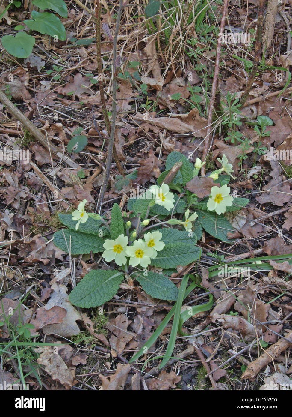 Wild woodland Primrose (Primula Vulgaris Stock Photo - Alamy