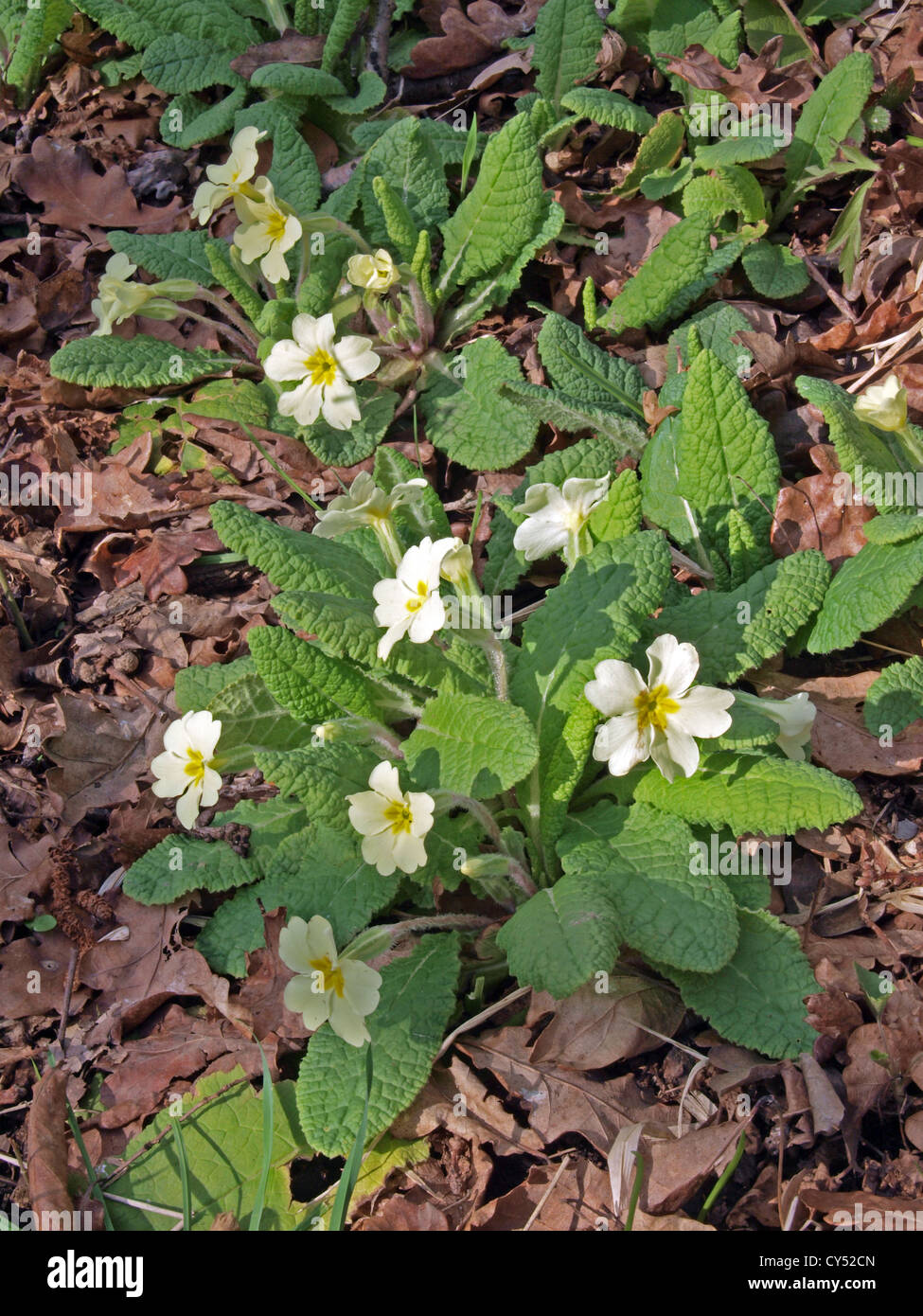 Primrose primula vulgaris woodland trust hi-res stock photography and ...