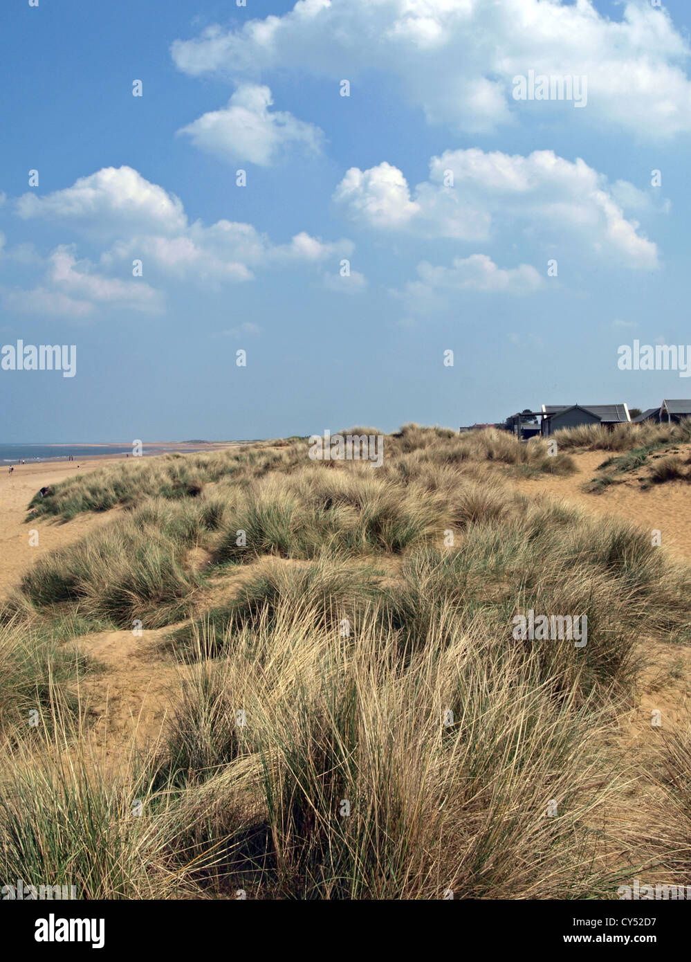 Marram_grass hi-res stock photography and images - Alamy