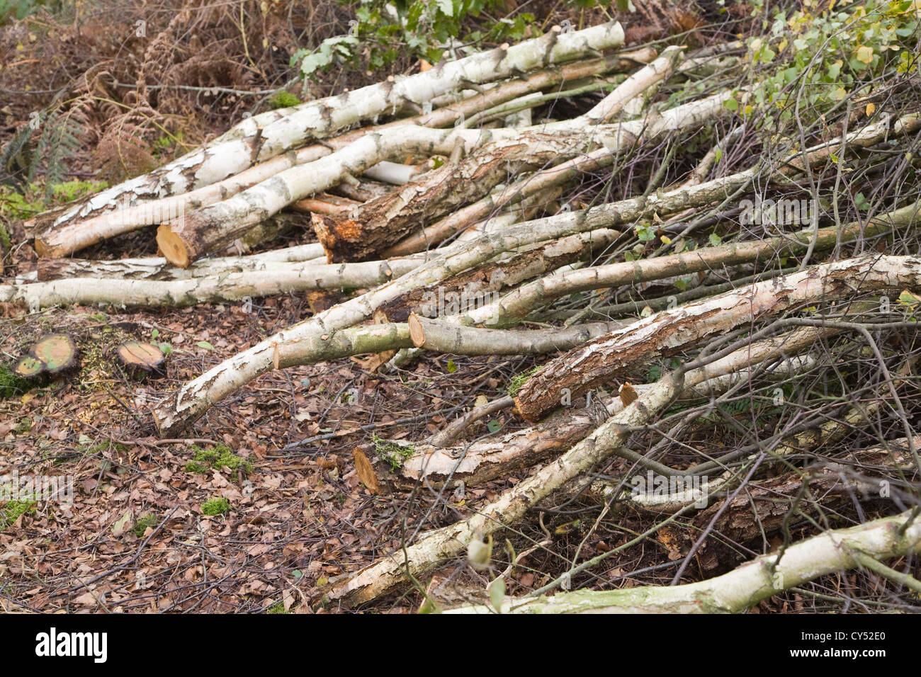 Silver birch tree saplings cut in heathland management Sutton Heath ...