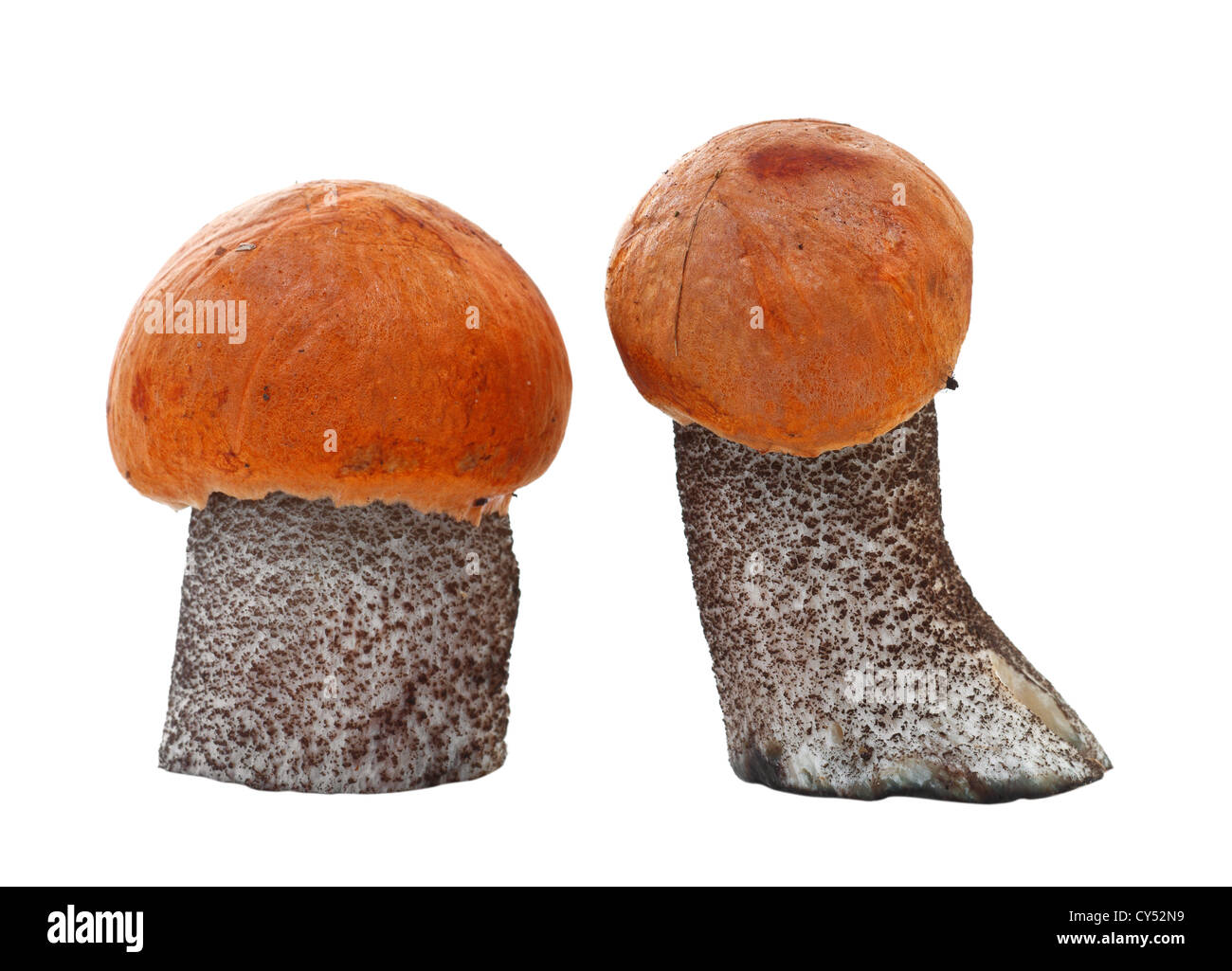 Fresh orange cap boletus, isolated on white background Stock Photo - Alamy
