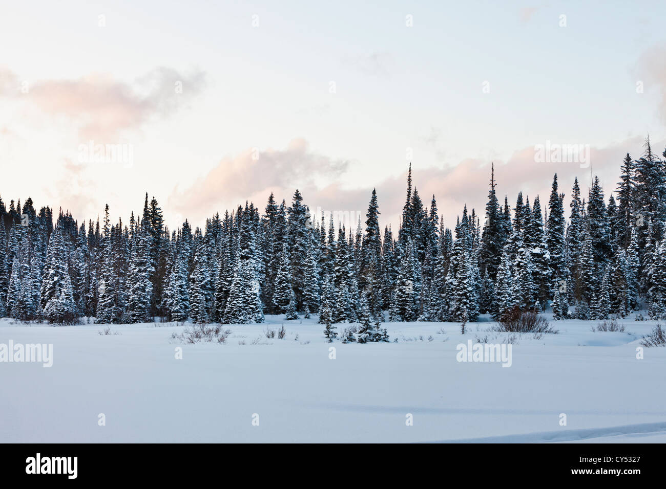USA, Utah, Big Cottonwood Canyon, Evergreen trees in snowy, winter ...