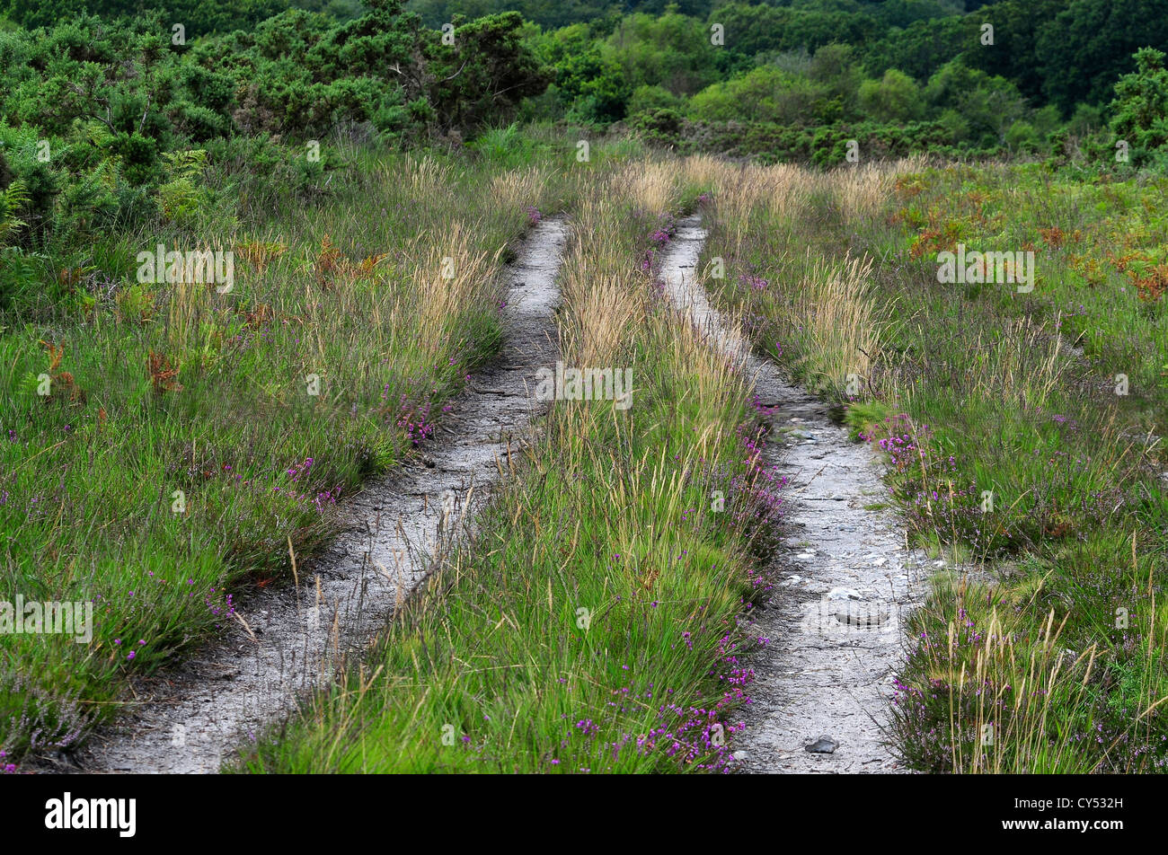 Coombe Heath DWT nature reserve. August 2012 Stock Photo - Alamy