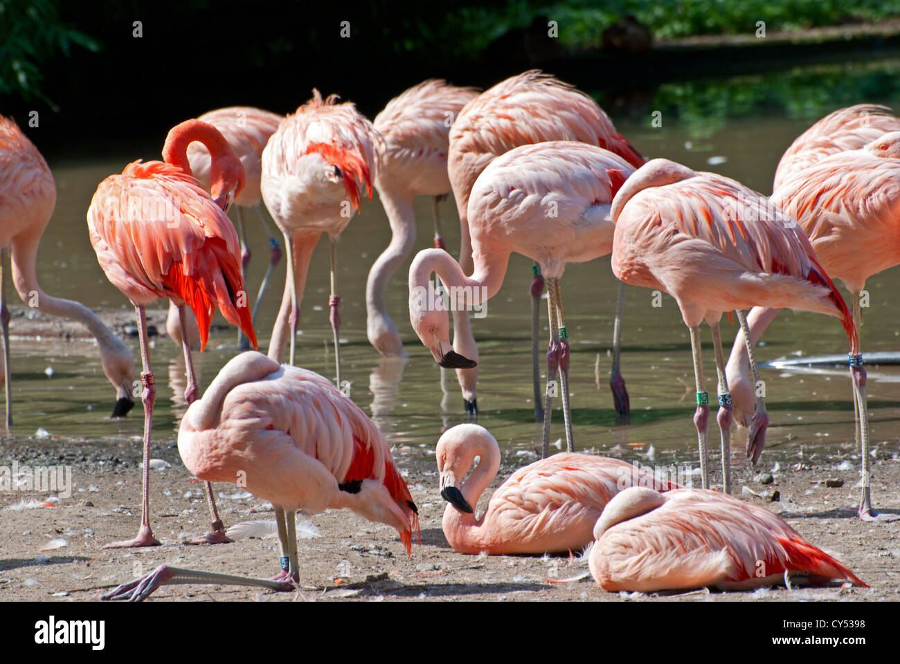 The colonies of resting chilean flamingos Stock Photo - Alamy