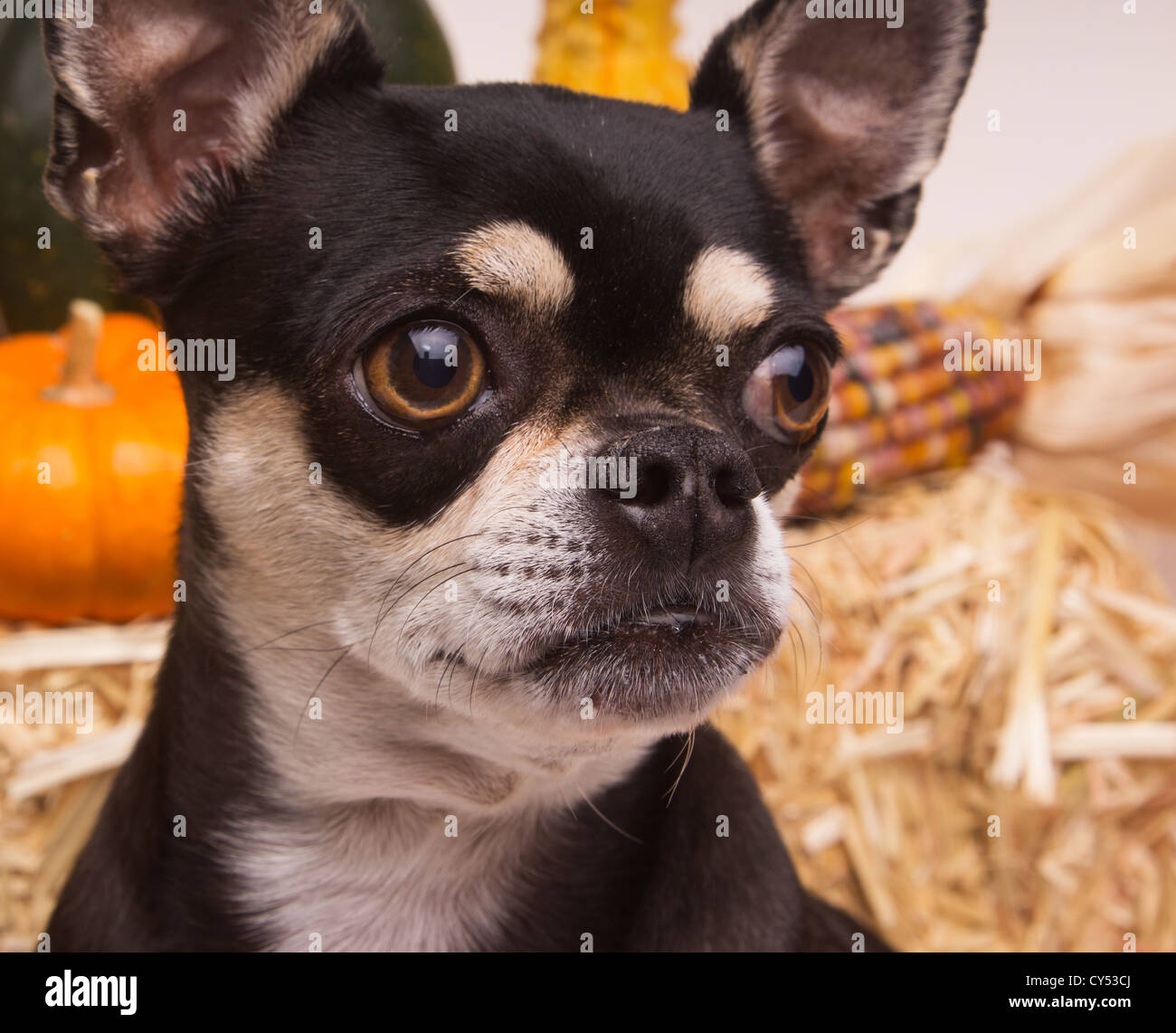 Chihuahuas hi-res stock photography and images - Alamy