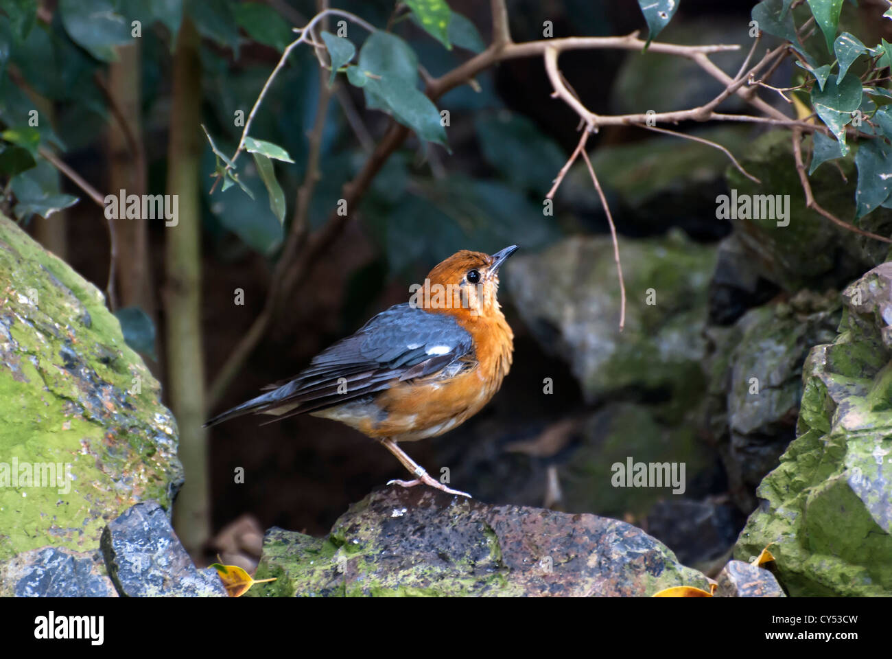 Orange headed Thrush (Zoothera citrina) chinese bird Stock Photo - Alamy